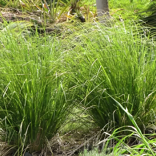 Vetiver: The Grounding Oil with Powerful Anti-Inflammatory Benefits
